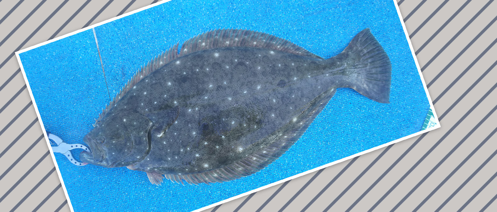 【デジタル魚拓サービス】 Re:Fish リフィッシュ